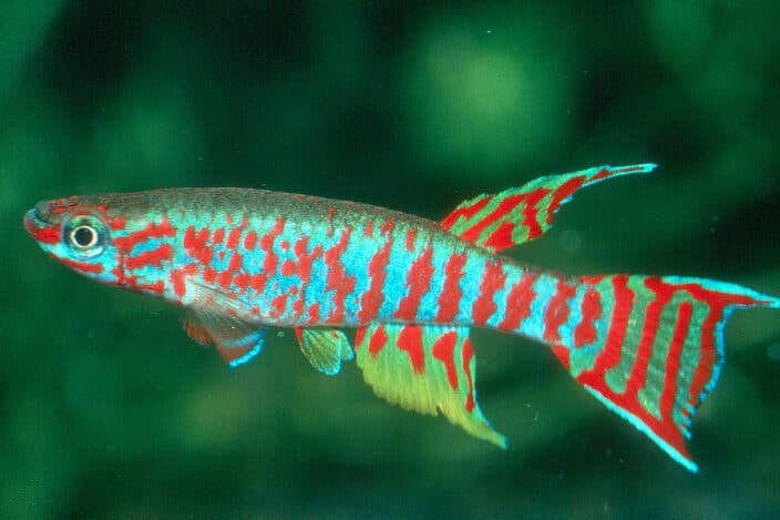Welche Fische fressen Babyfische? - Aquarium-Fische-Pflanzen.de